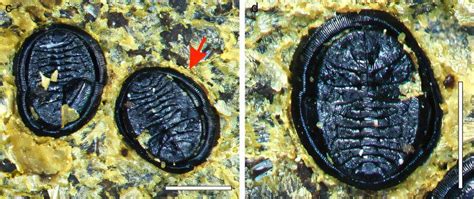 Tiny Fossils In New Zealand Reveal Secrets Of Ancient Forest Life