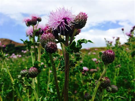 무료 이미지 자연 들 목초지 대초원 식물학 플로라 야생화 엉겅퀴 훈장 꽃 피는 식물 데이지 가족 Silybum 육상 식물 3264x2448