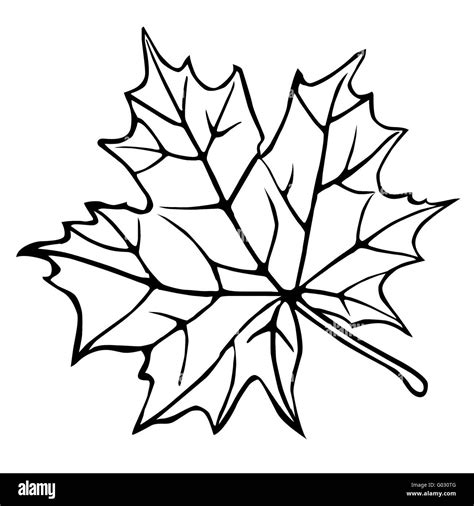 Раскраска кленовый листок 72 фото