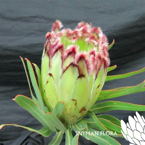 Protea Sharon South African Fresh Flower Exporters