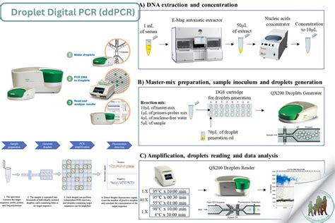 Droplet Digital Pcr Ddpcr Purpose Types Procedure Result