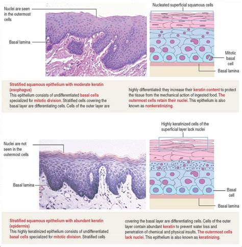 Basal Lamina Histology