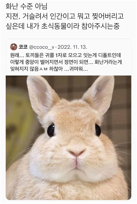 이슈유머 존나 빡친 토끼 사진