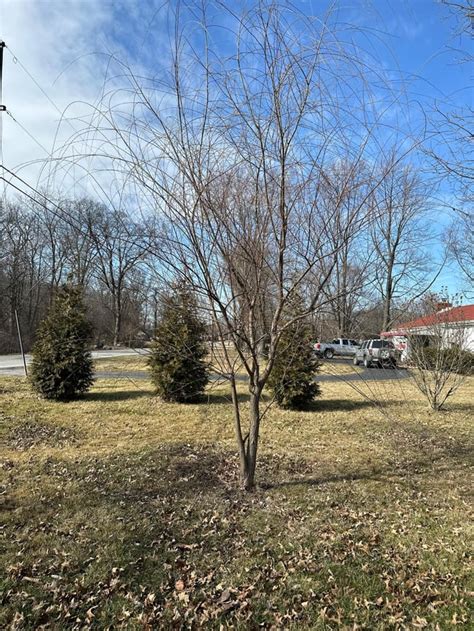 Is There Still Time To Remove This Codominant Stem R Arborists