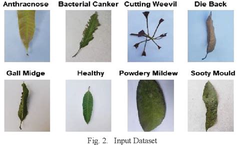 Figure 2 From Mango Leaf Disease Detection Using Vgg16 Convolutional Neural Network Model