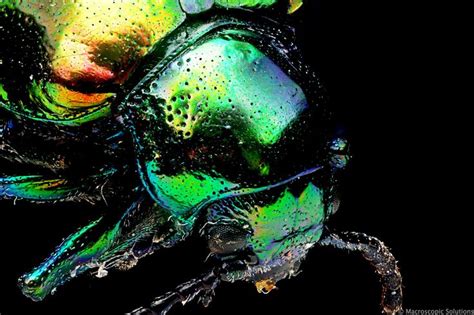 Chrysochus Auratus Iridescent Beetle Mansfield Ct Iridescent Peace Corps Volunteer Mansfield