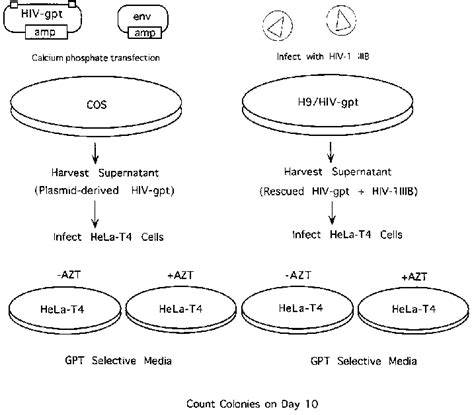 Schematic Representation Of The Production Of Recombinant Hiv Gpt By