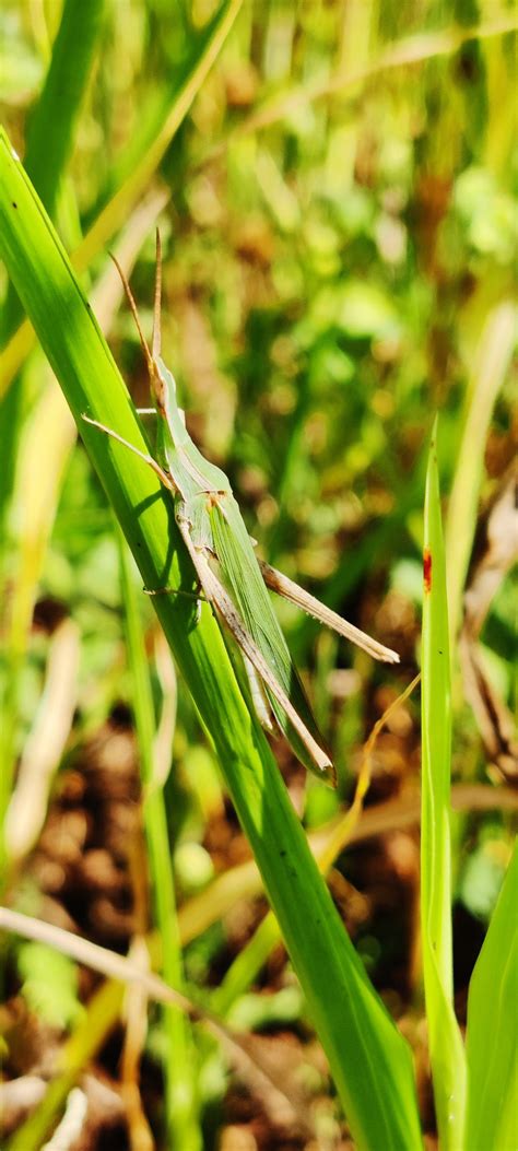A Grasshopper On A Leaf Pixahive