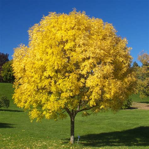 Weeping Ash Tree