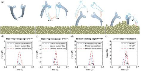 Simulation Experiments And Results A Simulation Process Of Incisor Download Scientific