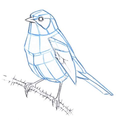 How To Draw A Song Sparrow Step By Step Bird Sketch Bird Drawings Bird Artwork
