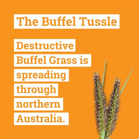 Buffel Grass Is Spreading Across Northern Australia This Destructive