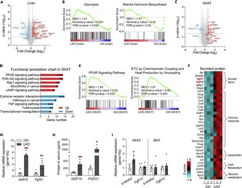 Differential Roles Of Gdf15 And Fgf21 In Systemic Metabolic Adaptation
