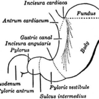 Vein Of Mayo Pylorus