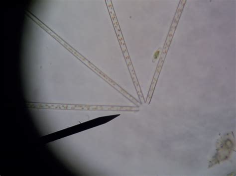 Welcome To Dr Jane M Caffreys World