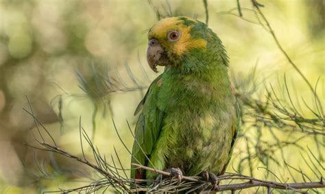 Sign Justice For Parrots Shot From The Sky In String Of Attacks