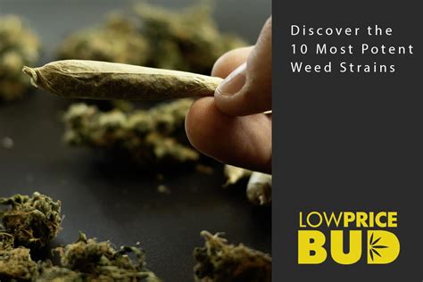 Discover The 10 Most Potent Weed Strains Low Price Bud