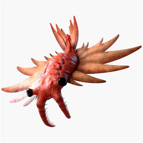 Anomalocaris Canadensis Static 3d Model 60 Fbx Obj C4d Free3d