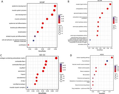 Enrichment Analysis Of Svil In Bladder Cancer Ac Go Enrichment