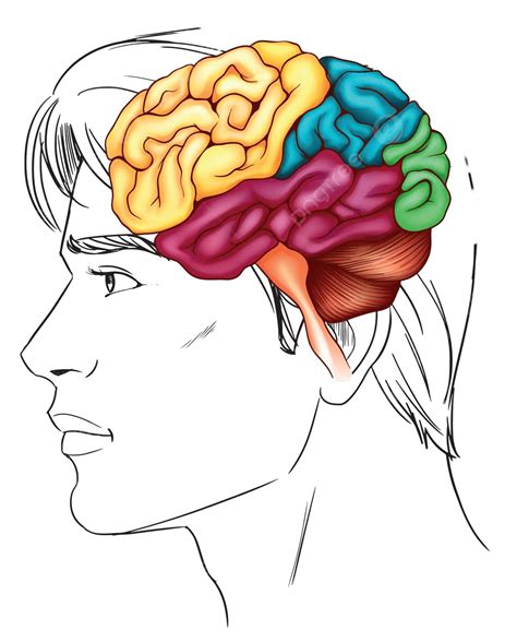 The Human Brain Nerve Central Amnesia Vector Nerve Central Amnesia
