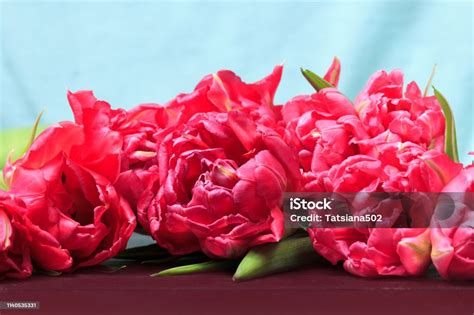 빨간색과 분홍색 튤립의 보 케 텍스트에 대 한 공간을 가진 꽃 파란색 배경 0명에 대한 스톡 사진 및 기타 이미지 0명 계절 꽃 나무 Istock