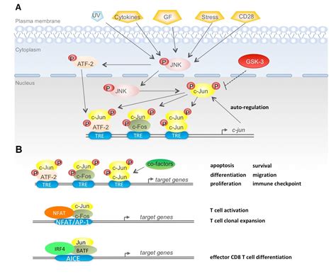 How Do Master Regulatory Genes Function In Cell Differentiation