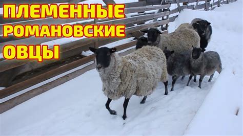 Племенные романовские овцы Youtube