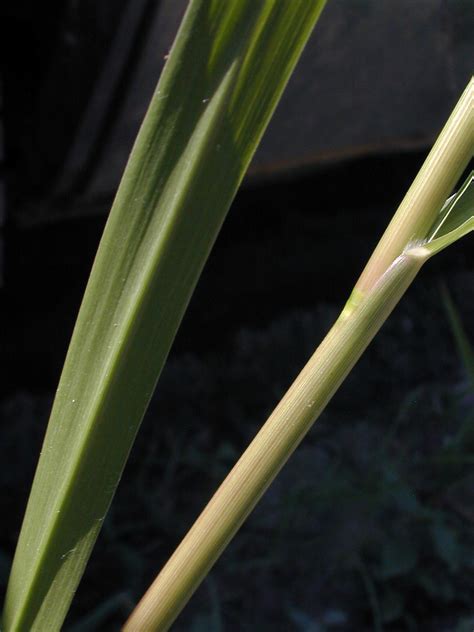 Panicum Dichotomiflorum Fall Panicgrass Go Botany