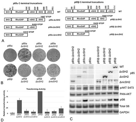 C Terminal Truncations Of P85 A Schematic Representation Of The P85