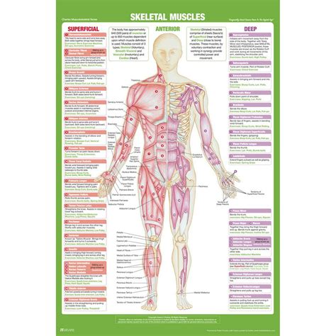 11 Human Body Systems Chart