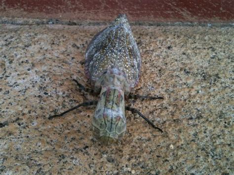 Lanternfly Also Known As Peanut Headed Bug