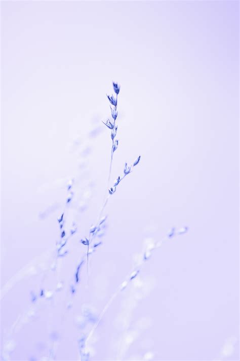 무료 이미지 하늘 작은 가지 강청색 꽃 피는 식물 초본 식물 나무 잔디 식물 줄기 매크로 사진