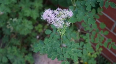 How To Plant Grow And Care For Meadow Rue