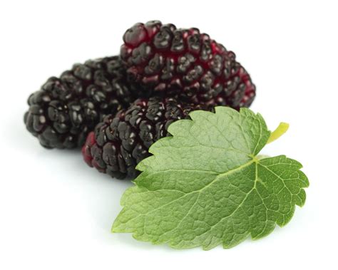 Health Benefits Of Mulberry Best Herbal Health