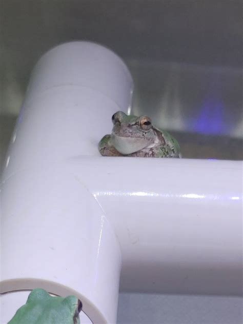 첫 휴가 나온 기념으로 우리집 개구리 보여준다 미스터리 공포 에펨코리아