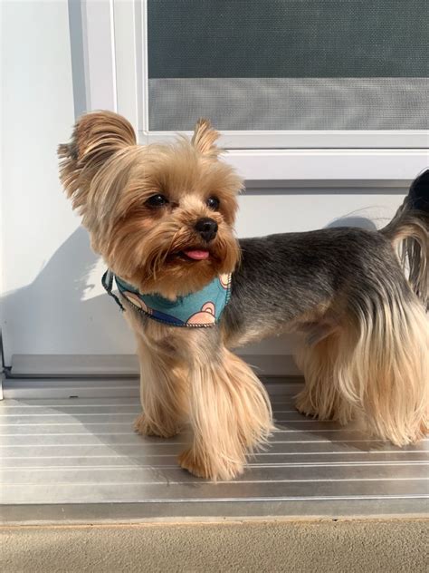 Yorkie Haircuts Pictures Coolest Yorkshire Terrier Haircuts Artofit