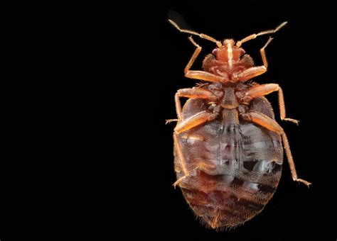 Can Bed Bugs Cause A Rash