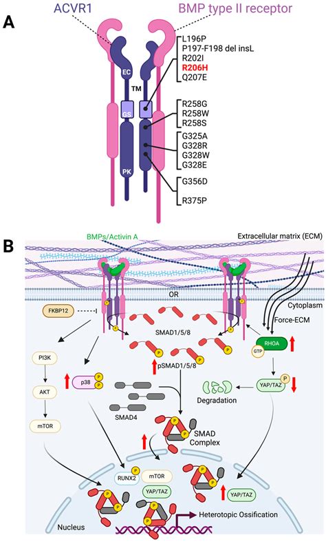 Acvr1 Mutations And Dysregulated Downstream Signaling In Fop A