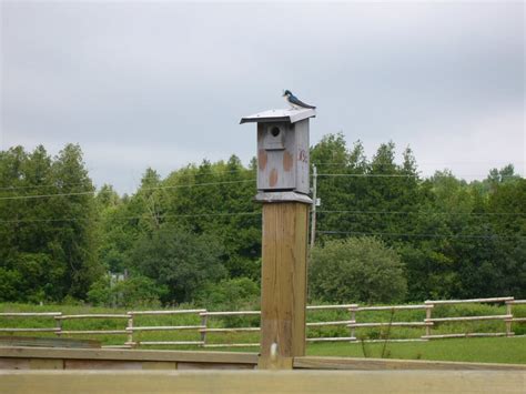 How To Keep Birds Off Fruit Trees Netting Noises And Scarecrows