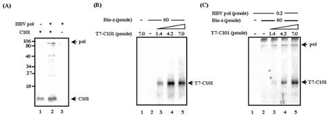 Hcv Core Protein Variant Could Bind To Hbv Polymerase And Rna But Could Download Scientific