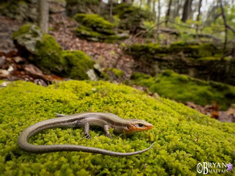 Wildernessshots Photography