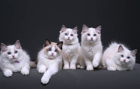 Порода кошек регдол 67 фото