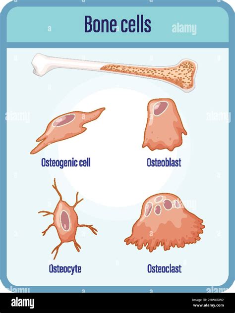 Human Bone Cells Anatomy Illustration Stock Vector Image And Art Alamy