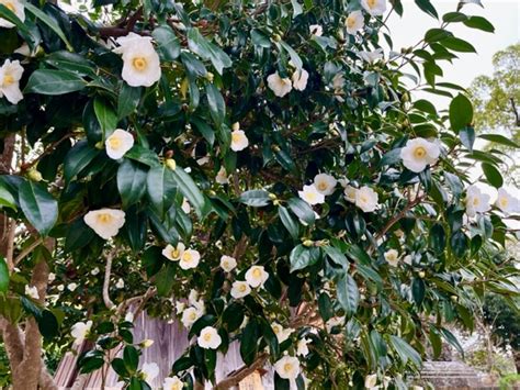 白侘助椿、山茶花が咲きました。 太宰府 戒壇院