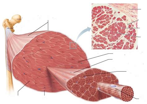Connective Tissue Sheath Diagram Quizlet