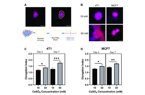 Investigating Breast Cancer Cell Cluster Morphology To Determine Download Scientific Diagram