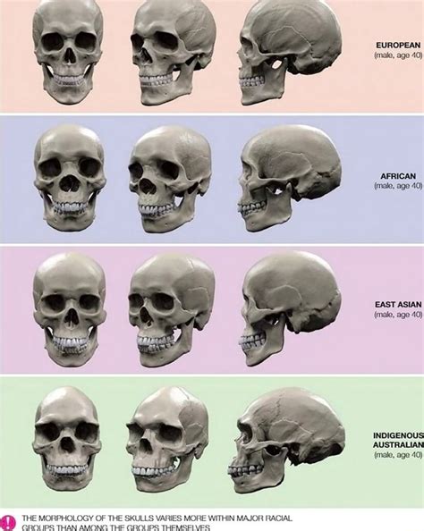 THE MORPHOLOGY OF THE SKULLS VARIES MORE WITHIN MAJOR RACIAL GROUPS