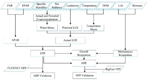 Flowchart Of Gross Primary Production Gpp And Net Primary Production