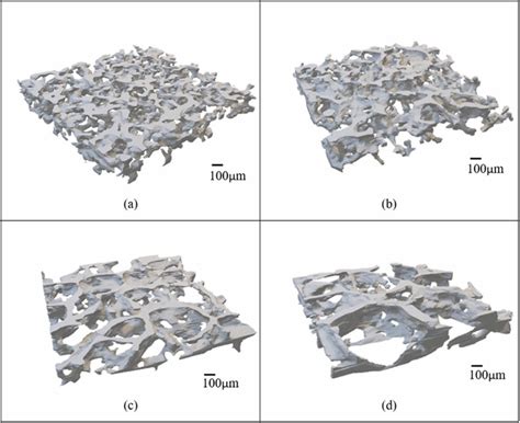 3d Model Of Silk Fibroin Scaffolds With Different Nacl Particle Sizes Download Scientific
