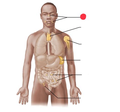 Bio Lab Lymphatic System Flashcards Quizlet